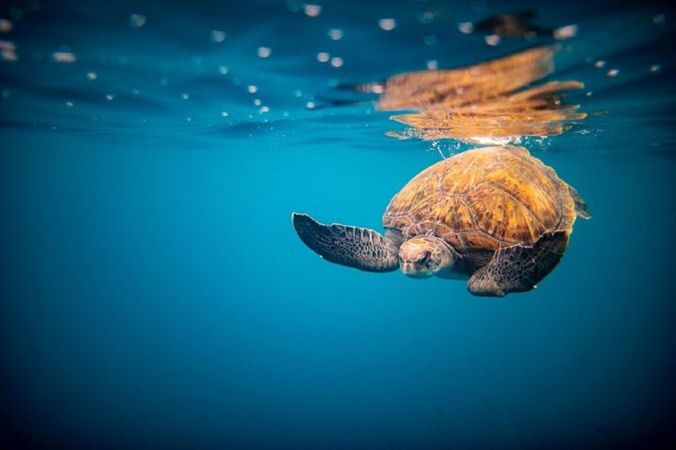 Oahu: North Shore Haleiwa: Private Boat Charter - The Experience in Detail