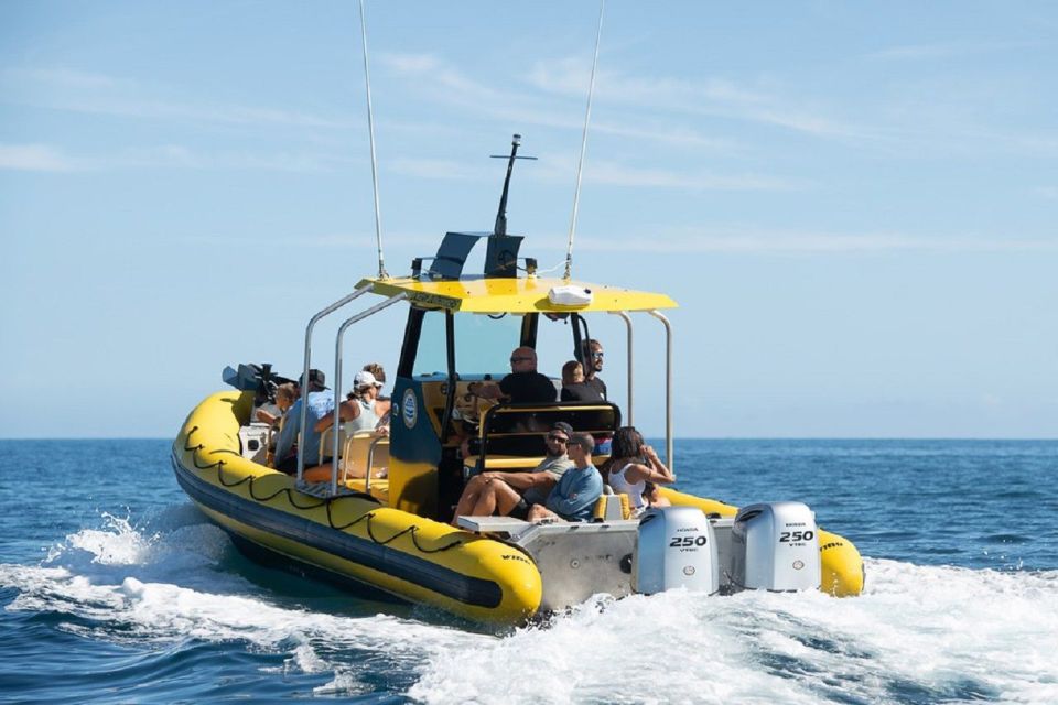 Oahu: North Shore Marine Life Tour from Haleiwa - Key Points