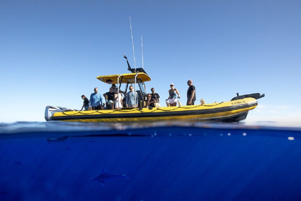 Oahu: North Shore Marine Life Tour from Haleiwa - Why This Tour Is Worth Considering