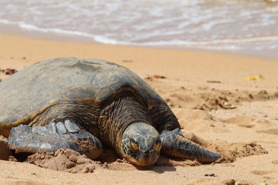 Oahu: Oahu Ultimate Grand Circle Island Tour - The Full-Day Adventure You Can Trust