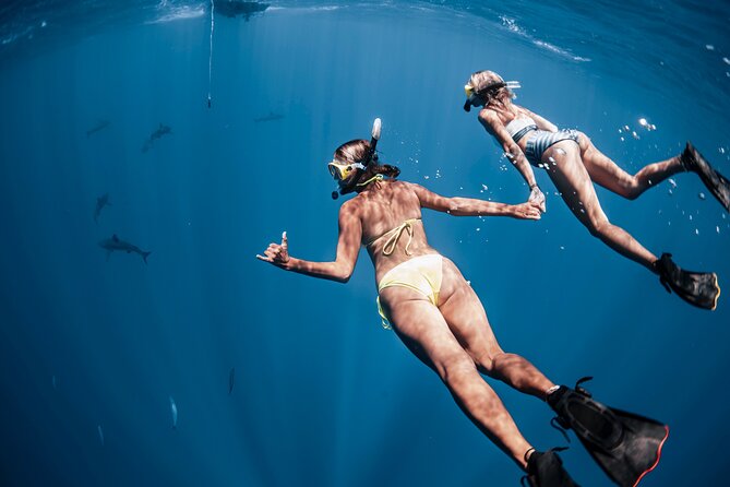 Oahu Open Water Shark Diving Experience - Important Practical Considerations