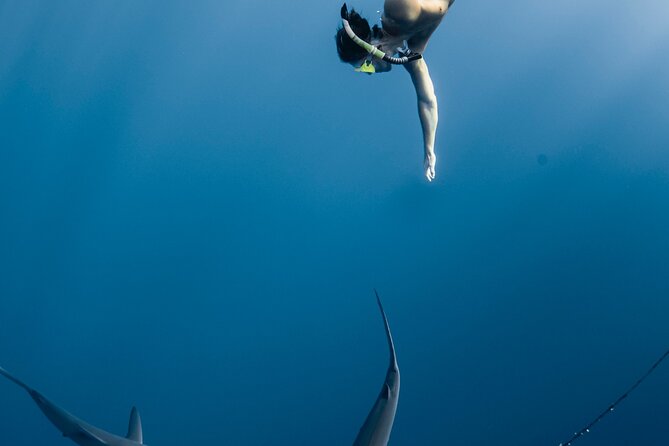 Oahu Open Water Shark Diving Experience - Final Thoughts