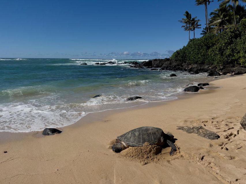 Oahu: Private Best of Oahu Sightseeing Tour - An Honest Look at the Private Oahu Tour Experience