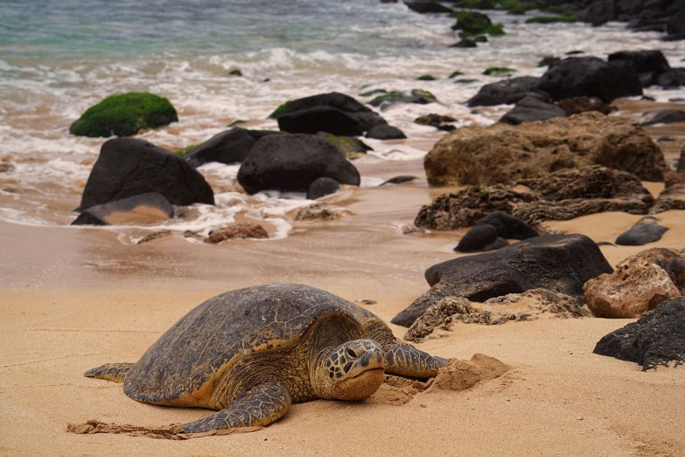Oahu: Private Best of Oahu Sightseeing Tour - Frequently Asked Questions