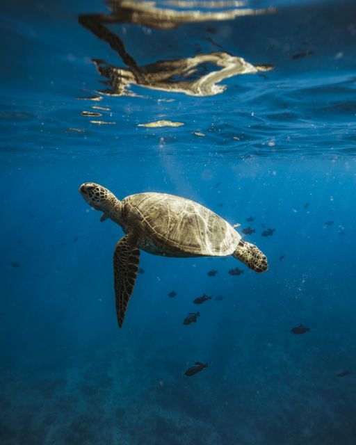 Oahu: Private Catamaran Sunset Cruise & Optional Snorkeling - Authentic Experiences & Visitor Feedback