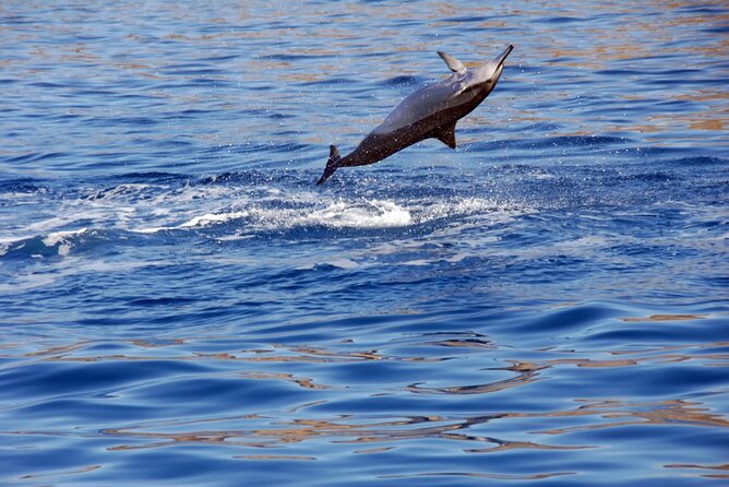 Oahu Private Sunset Snorkel and Dolphin Watch with Hot Buffet - Key Points