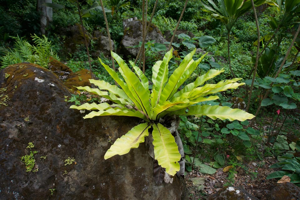 Oahu: Private Tour-North Shore feat. Waimea Falls - Discovering Oahus North Shore: A Detailed Look