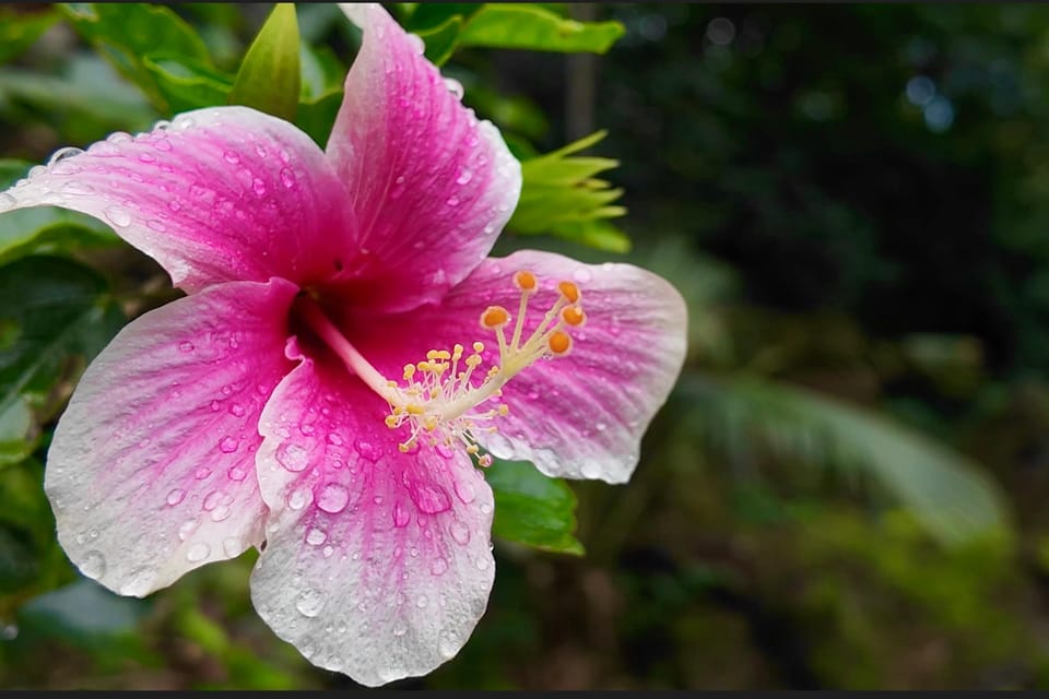 Oahu: Private Tour-North Shore feat. Waimea Falls - Itinerary Breakdown: What You’ll See and Do