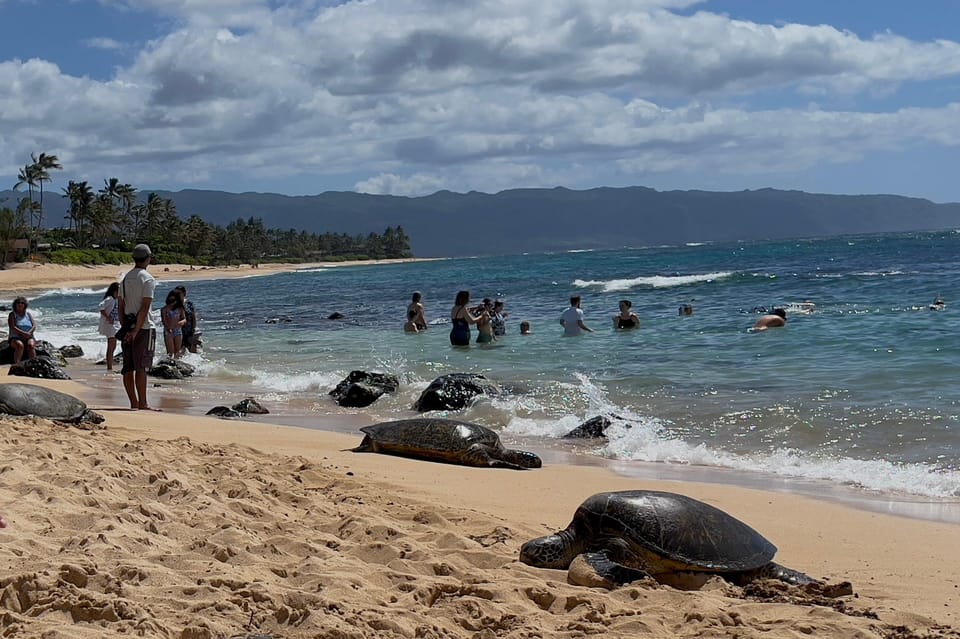Oahu: Private Tour-North Shore feat. Waimea Falls - Authentic Experiences and Insights From Past Guests