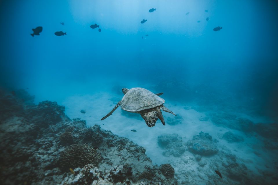 Oahu: Private Turtle Snorkeling with Customizable Itinerary - Exploring the Itinerary in Detail