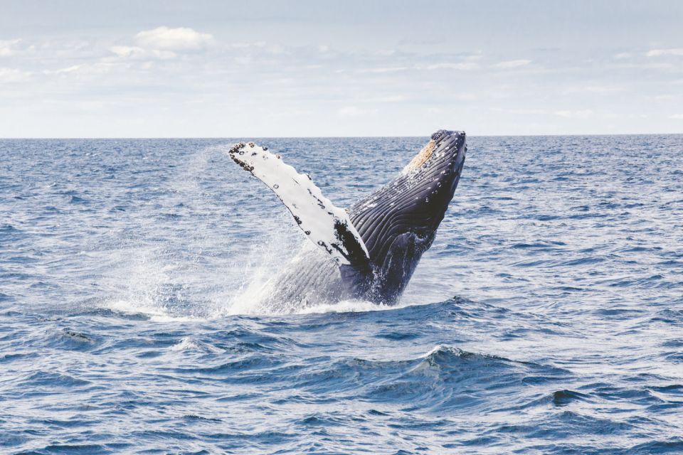 Oahu: Private Whale Watching Adventure - What’s Included and What’s Not