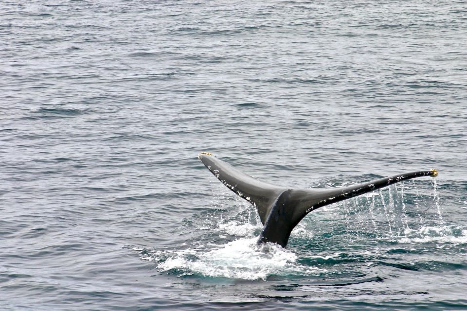 Oahu: Private Whale Watching Adventure - FAQs