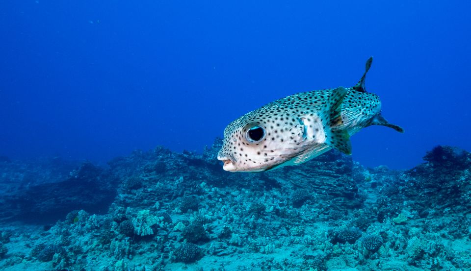 Oahu: Shallow Reef Scuba Dive for Certified Divers - Oahu: Shallow Reef Scuba Dive for Certified Divers
