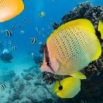 Oahu: Shallow Reef Scuba Dive for Certified Divers - Exploring Hawaii’s Underwater Wonders: A Complete Review