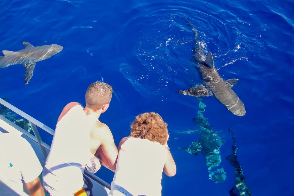 Oahu: Shark Cage Dive on the North Shore - Final Thoughts: Is This Tour For You?