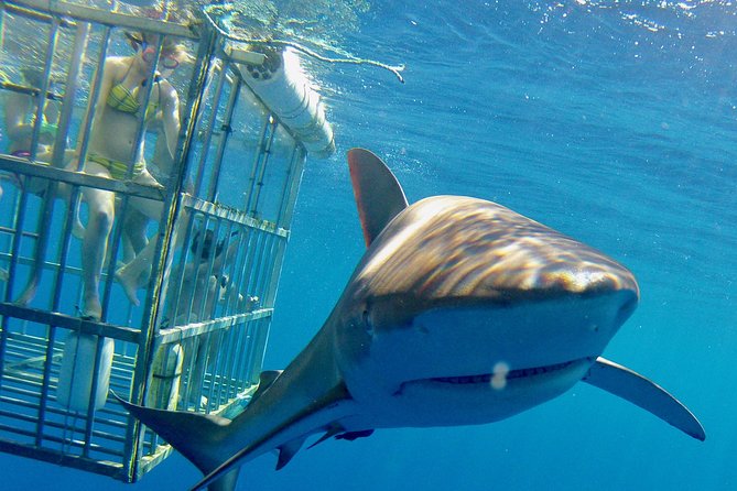Oahu Shark Dive - Setting Out from Oahus North Shore