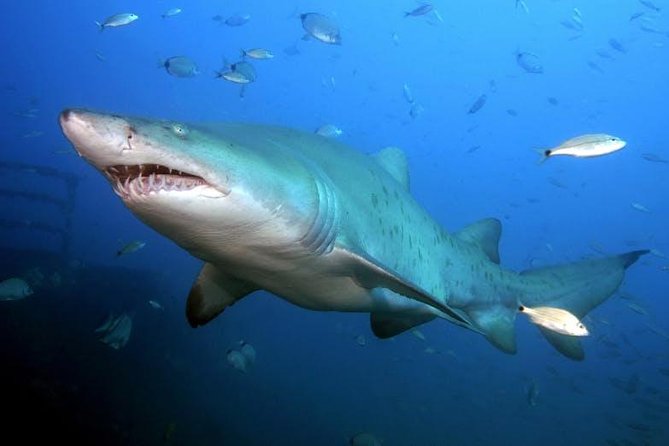 Oahu Shark Dive - Watching from the Boat