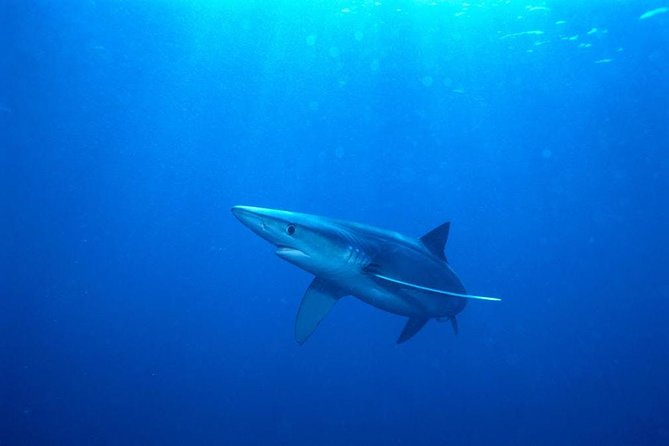 Oahu Shark Dive - Wildlife Encounters Beyond Sharks