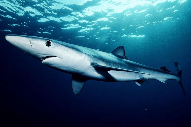 Oahu Shark Dive - Duration, Group Size, and Practical Details