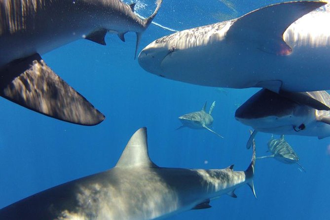 Oahu Shark Dive - Cancellation Policy and Weather Considerations