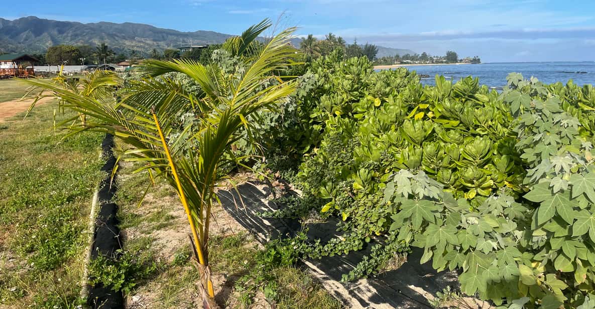 Oahu: Shoreline Restoration Tour w/ Native Plants & Animals - Oahu: Shoreline Restoration Tour w/ Native Plants & Animals