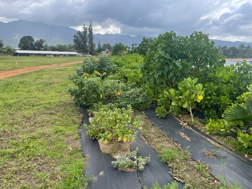 Oahu: Shoreline Restoration Tour w/ Native Plants & Animals - Key Points