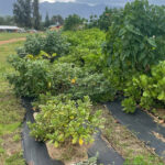 Oahu: Shoreline Restoration Tour w/ Native Plants & Animals - Why This Tour Stands Out