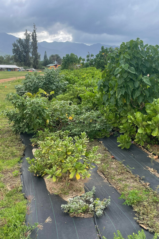 Oahu: Shoreline Restoration Tour w/ Native Plants & Animals - Why This Tour Stands Out