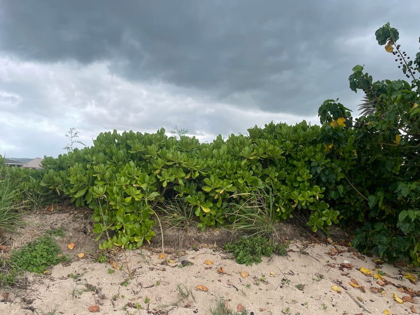 Oahu: Shoreline Restoration Tour w/ Native Plants & Animals - FAQs