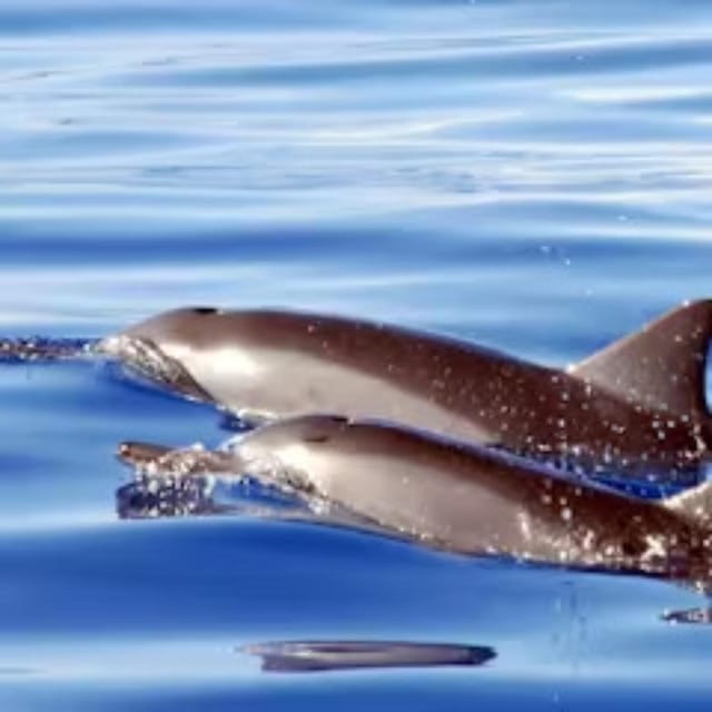 Oahu: Snorkeling & Dolphin Watch Cruise with Hawaiian Buffet - The Sum Up
