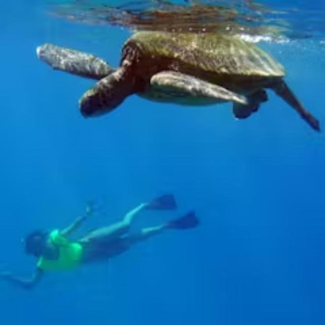 Oahu: Snorkeling & Dolphin Watch Cruise with Hawaiian Buffet - FAQs