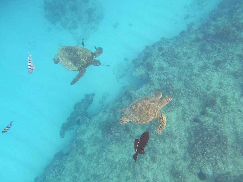 Oahu Snorkeling with Turtles, Water Scooter, Paddleboard - Key Points