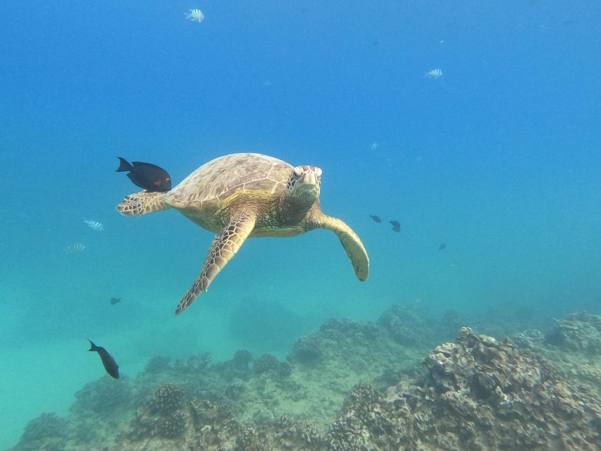 Oahu Snorkeling with Turtles, Water Scooter, Paddleboard - The Sum Up