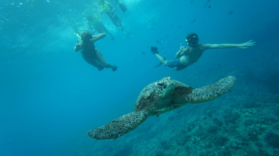 Oahu: Speedboat Snorkeling Adventure and Wild Dolphin Swim - Oahu: Speedboat Snorkeling Adventure and Wild Dolphin Swim – A Complete Review