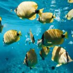Oahu: Speedboat Snorkeling Adventure and Wild Dolphin Swim - The Itinerary Breakdown