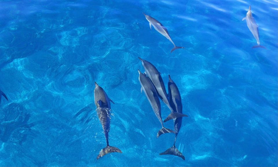 Oahu: Speedboat Snorkeling Adventure and Wild Dolphin Swim - Price and Value