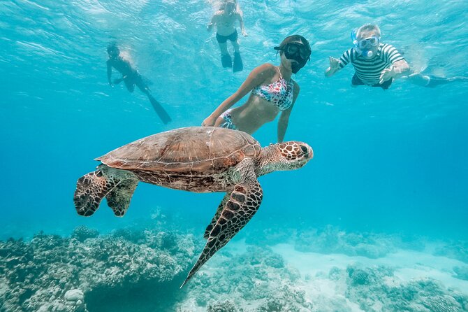 Oahu Swimming with Dolphins Speedboat Adventure - The Value of This Tour