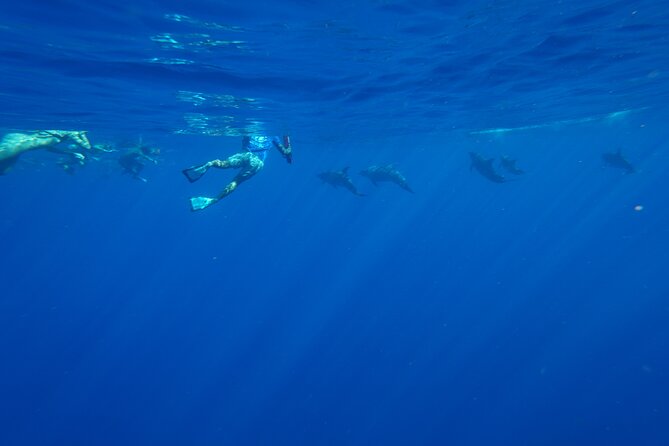Oahu Swimming with Dolphins Speedboat Adventure - The Sum Up
