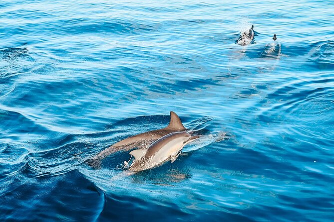 Oahu Swimming with Dolphins Speedboat Adventure - Frequently Asked Questions
