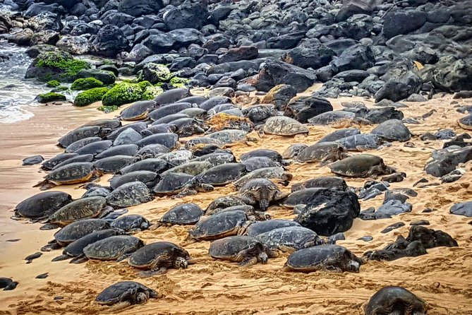 Oahu to Maui 1 Day Trip : Road to Hana Day Trip from Oahu with Air Ticket - Who Will Love This Tour?