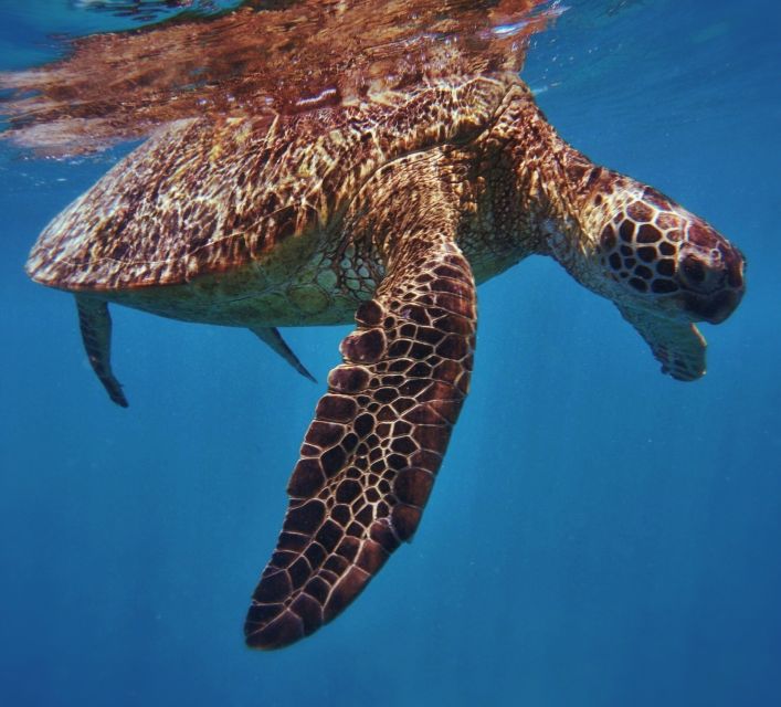 Oahu: Turtle Canyon Snorkeling Boat Tour - A Detailed Look at the Turtle Canyon Snorkeling Experience