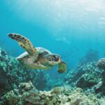 Oahu: Turtle Canyon Snorkeling Boat Tour - The Value of the Tour