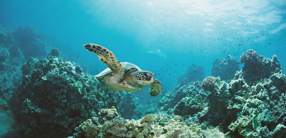 Oahu: Turtle Canyon Snorkeling Boat Tour - The Value of the Tour