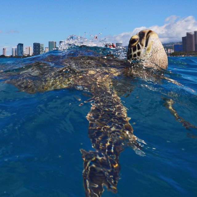 Oahu: Turtle Canyon Snorkeling Boat Tour - FAQs
