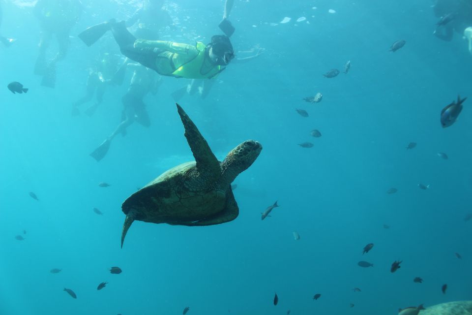Oahu: Turtle Canyon Snorkeling & Hula Dance - A Closer Look at the Tour Experience