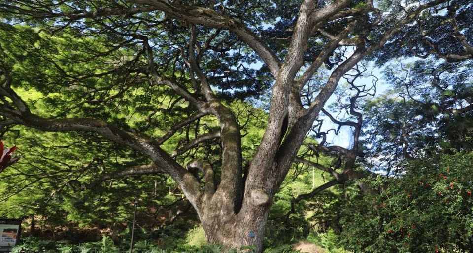 Oahu: Valley of Waimea Falls Swim & Hike with Lunch & Dole - Final Thoughts