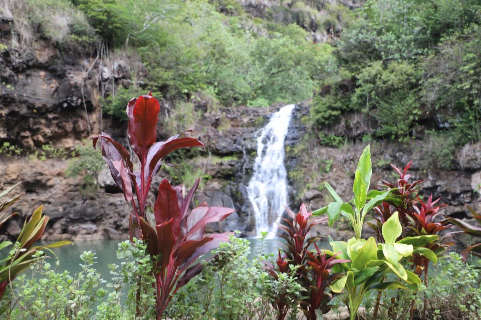 Oahu: Valley of Waimea Falls Swim & Hike with Lunch & Dole - The Scenic Waimea Valley Hike