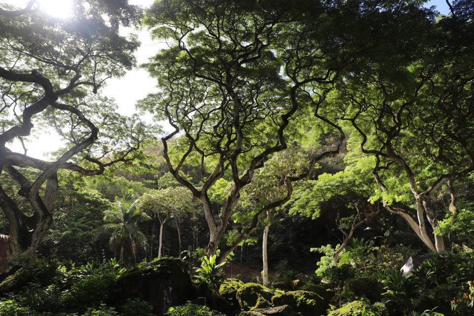 Oahu: Valley of Waimea Falls Swim & Hike with Lunch & Dole - Value for Money