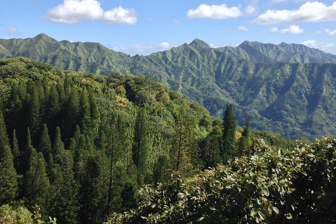 Oahu Volcanic Rainforest Hiking Adventure - FAQs