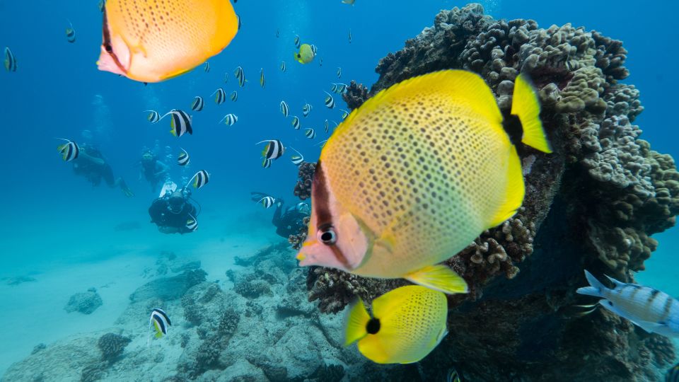 Oahu: Waikiki Discovery Scuba Diving for Beginners - Introduction